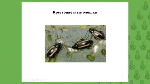 13.3 Растениеводство