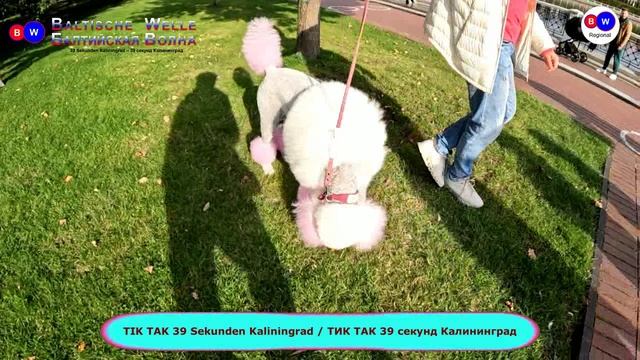 Kaliningrad 39 Sekunden 2023-05