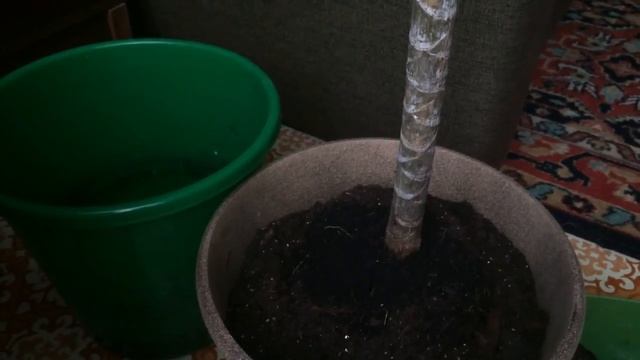 #драцена сохнет ствол.mp4