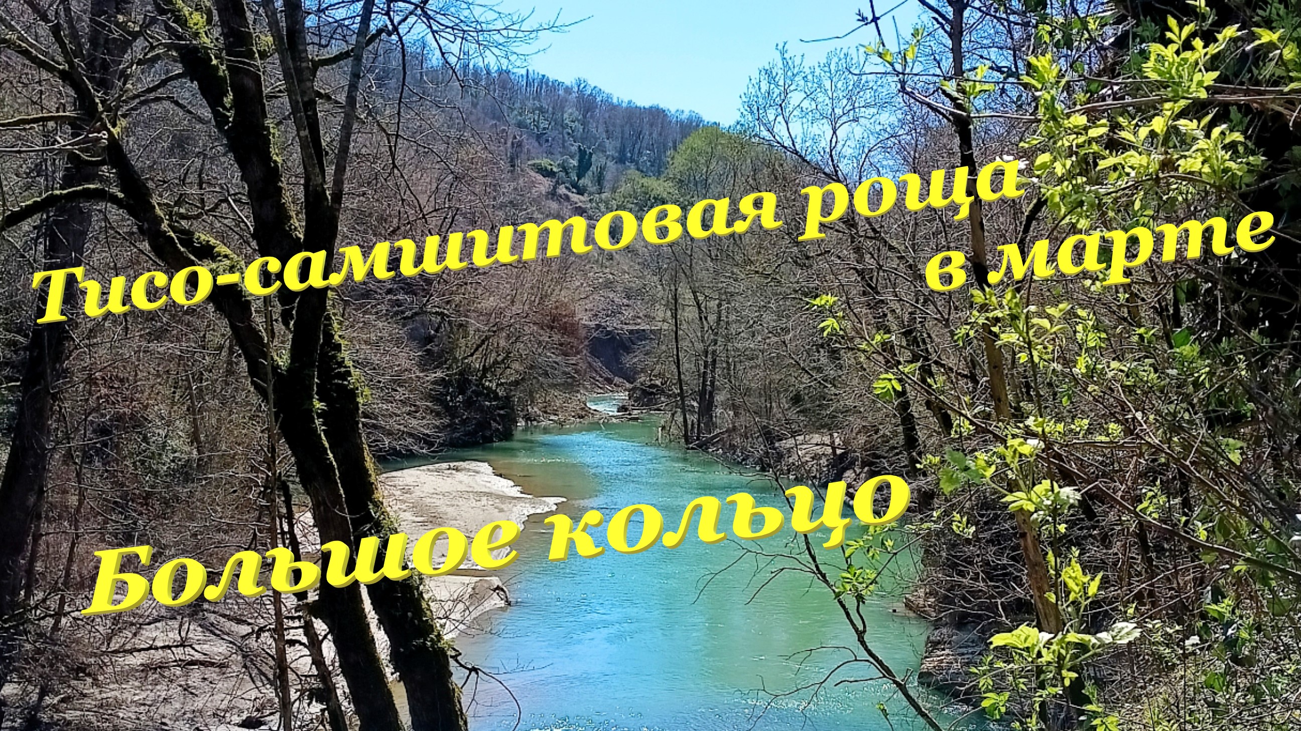 Тисо-самшитовая роща в марте🌼🌿🌱 / Большое кольцо🏞