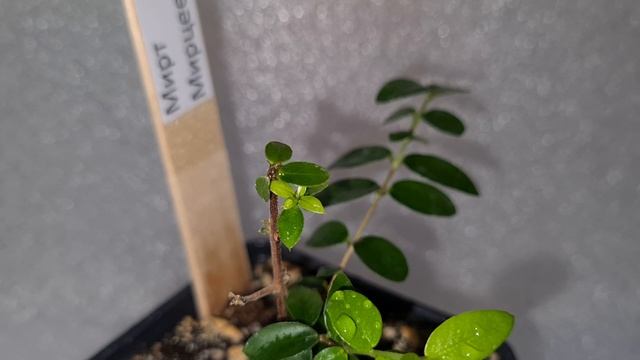 Мирт Мирцеевгения