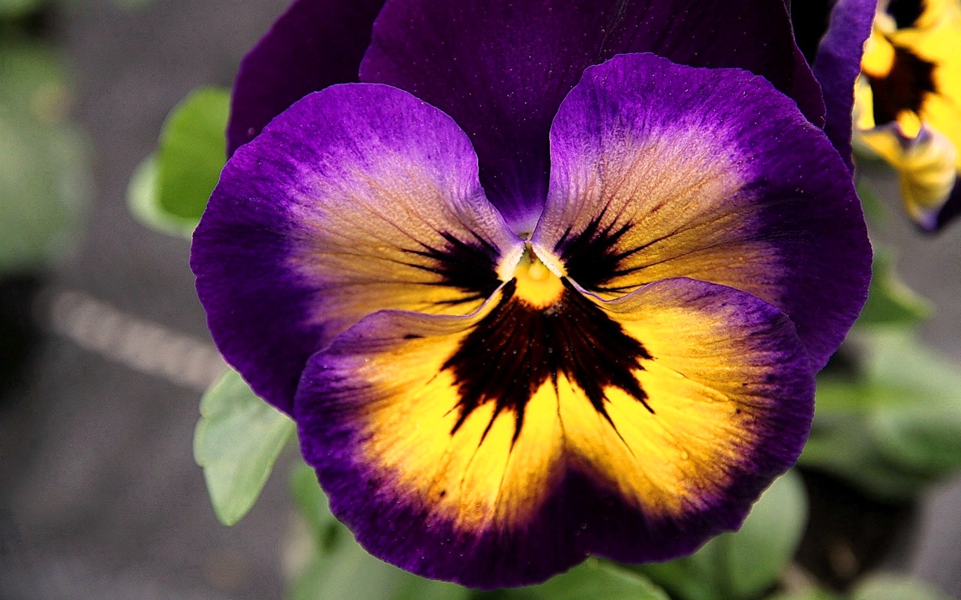 Анютины глазки РЕЛАКС АРТ-ТЕРАПИЯ ИМПРОВИЗАЦИЯ композитор Виктор Анохин #piano #instrumental #цветы