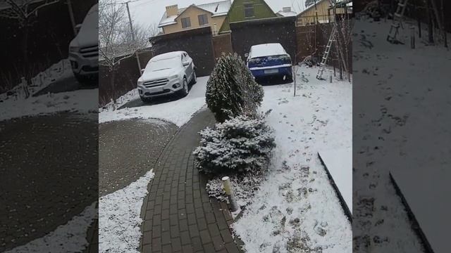 #Shorts Дрессировка подачи - Эпаньоль Бретон.mp4