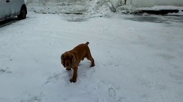 Ричард на прогулке. Английский кокер спаниель.