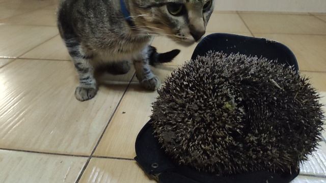 неизвестный зверь