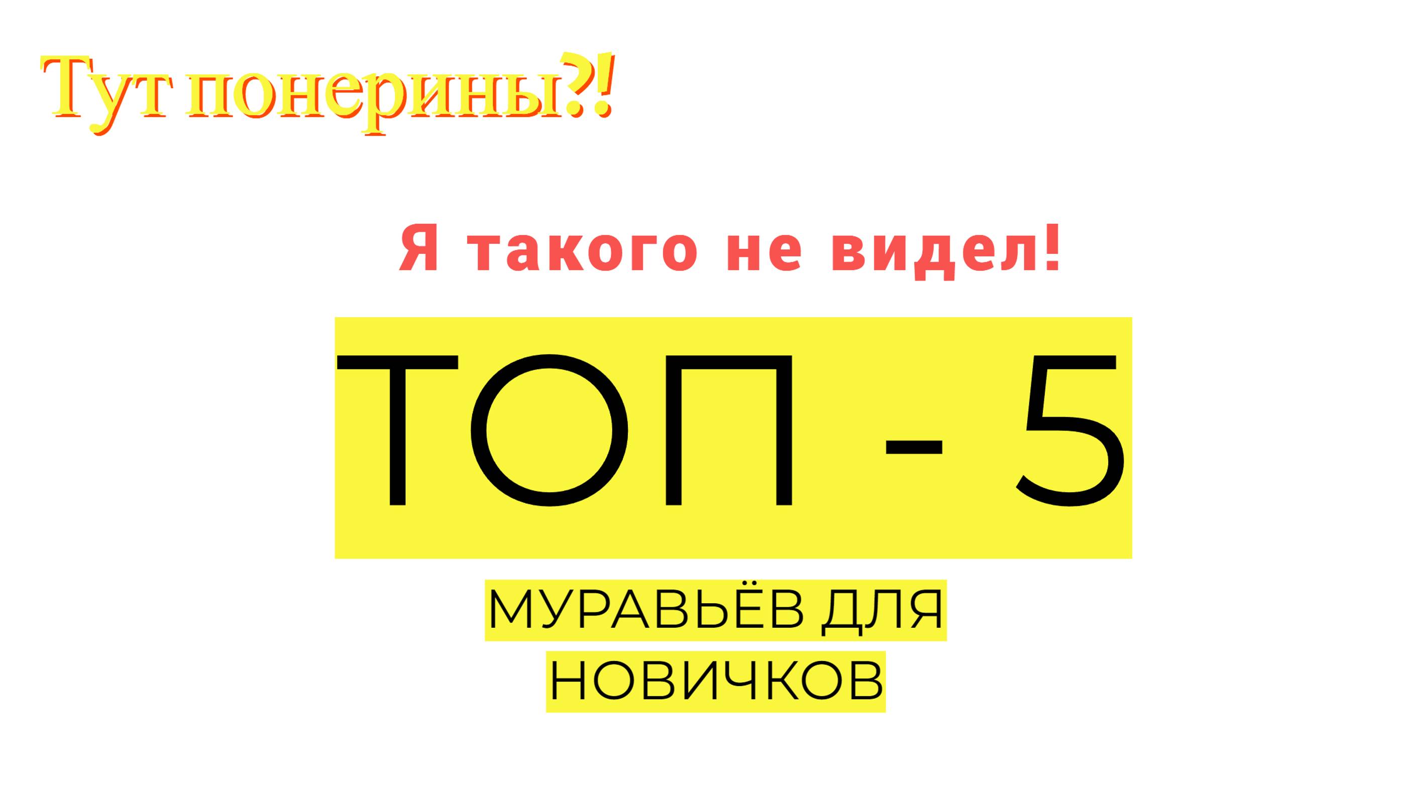 Топ - 5 муравьёв для новичков
