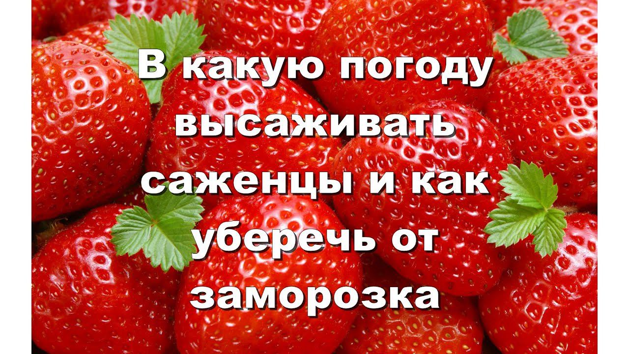 В какую погоду высаживать саженцы?