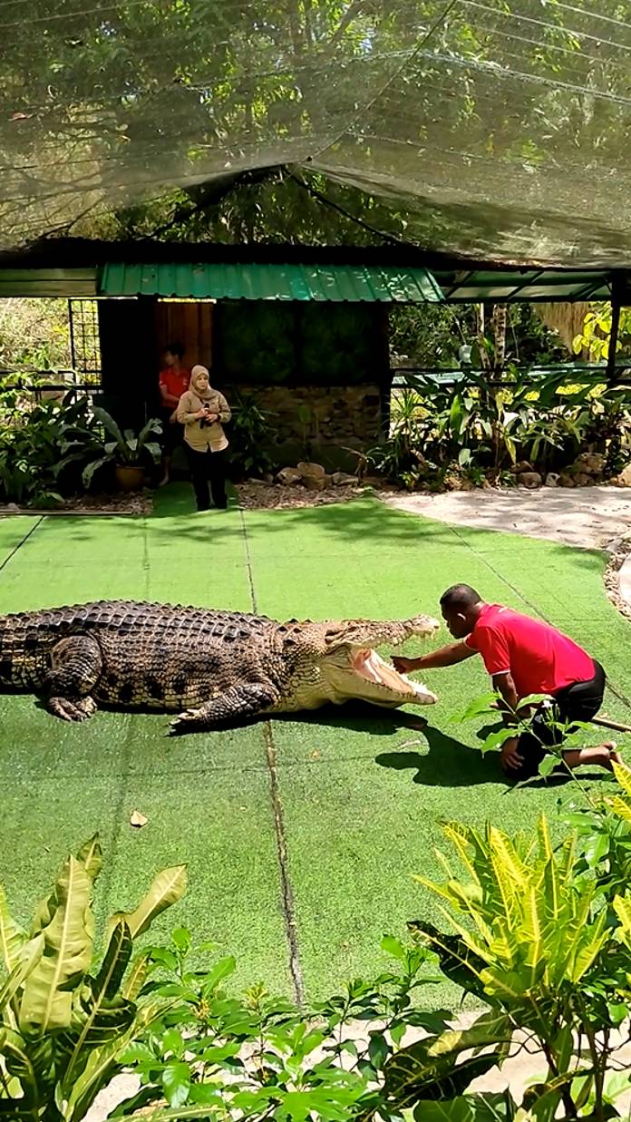 ОГРОМНЫЕ КРОКОДИЛЫ  на ферме  (остров Лангкави, Малайзия) Крокодилья ферма.