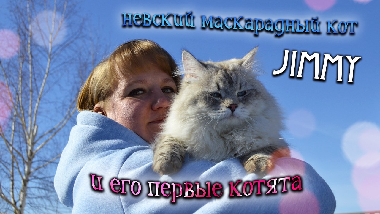 *8* великолепных Невских Маскарадных *КотяТ* / питомник кошек Маскарадный вальс