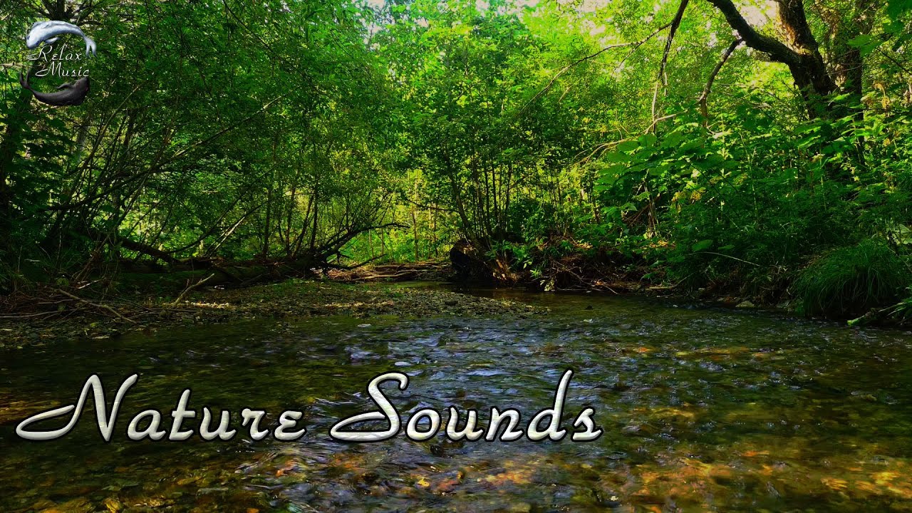 Звуки лесного ручья и пение птиц. Звуки природы.