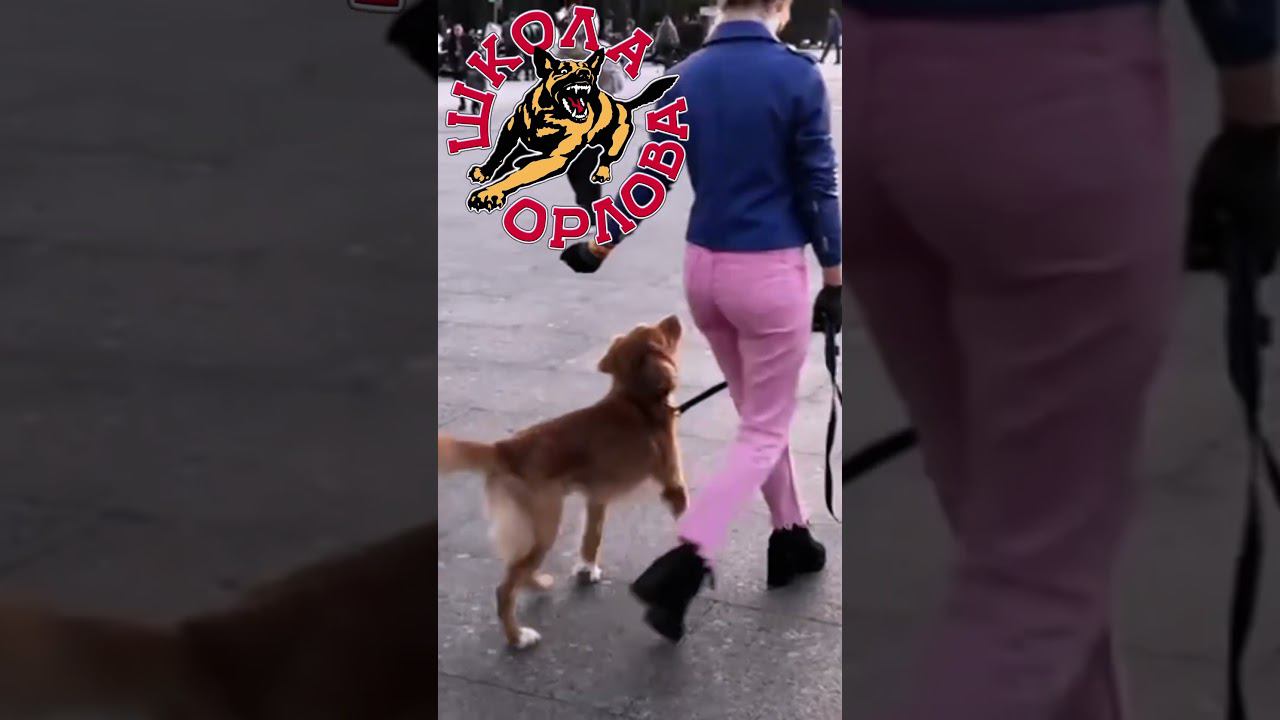 Яна Орлова и Новошотладский толлер-ретривер. Работа в насыщенной среде.