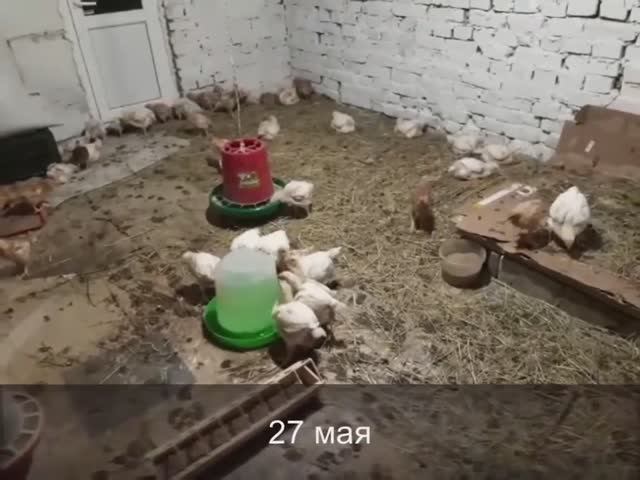 НОВЫЙ КУРЯТНИК.  ЧАСТЬ 2