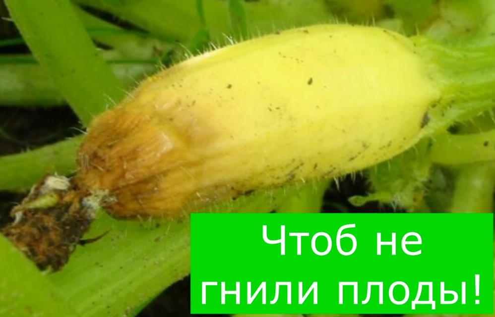 Чтоб не гнили плоды!