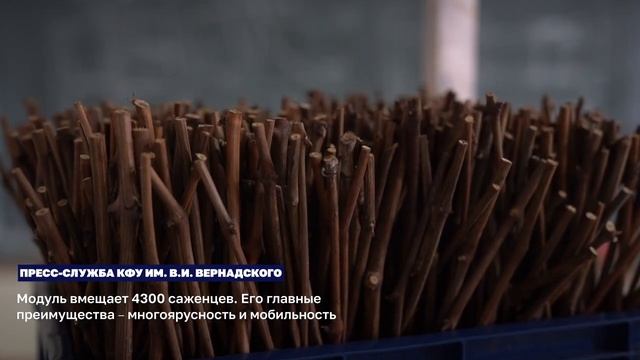 Учёные Крымского федерального университета создали стратификационную камеру для прививки винограда