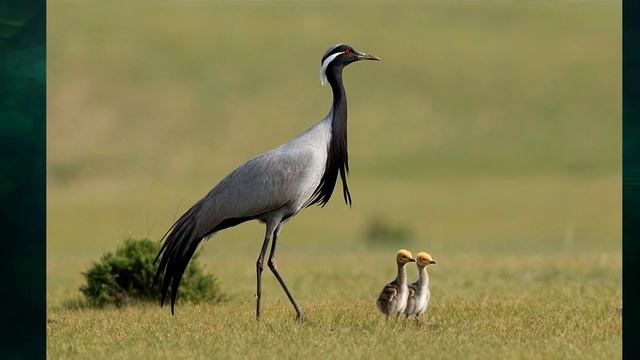 "Степи", Окружающий мир 4 класс ч.1, с.132-135, Планета знаний.mp4