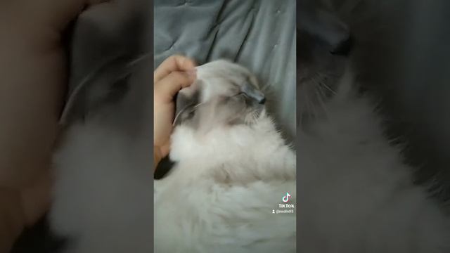 пушистый сиамский кот