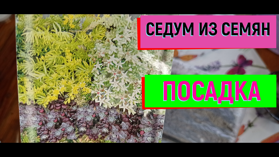 СЕДУМ ИЗ СЕМЯН.ПОСАДКА #седум#седумизсемян#посадка#посадкаседума#седумвыращивание#суккуленты#