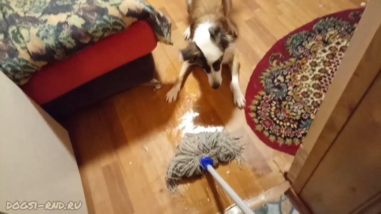 Бандитское нападение на швабру! Как договориться с собакой и всё-таки вымыть пол ))