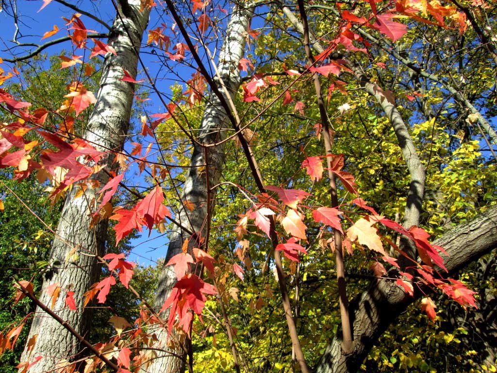 Песня: "ПРОСТО ОСЕНЬ СКАЖЕТ..."Стихи, музыка, аранжировка, бэк-вокал, исполнение — Елены Артёменко