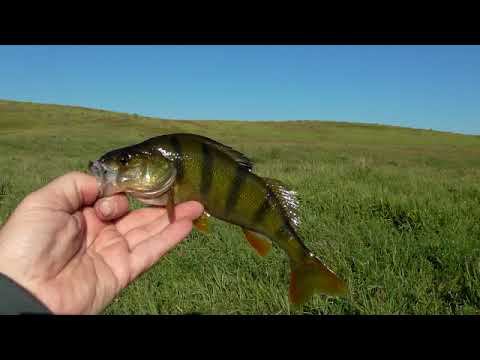 Окунь в жару клюёт