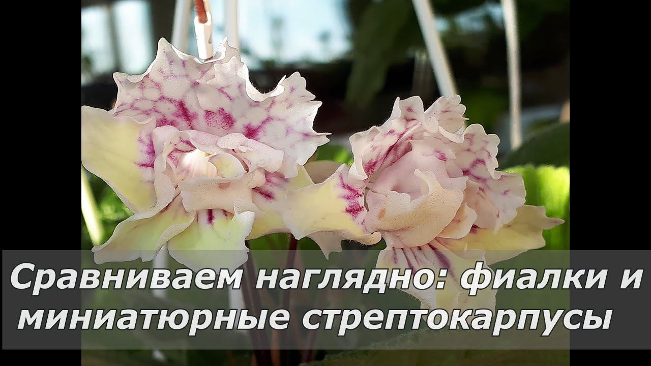 Разрушаем мифы. Сравниваем: фиалки и миниатюрные стрептокарпусы.