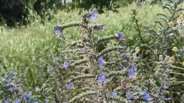 Синяк обыкновенный