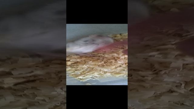 Хомяк прикол 20220417