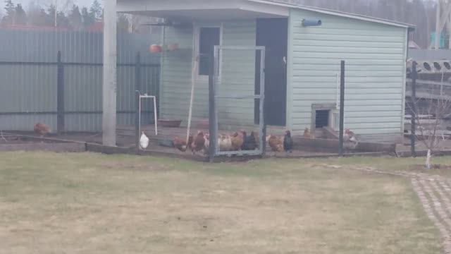 VID_007 На участке у председательши.mp4