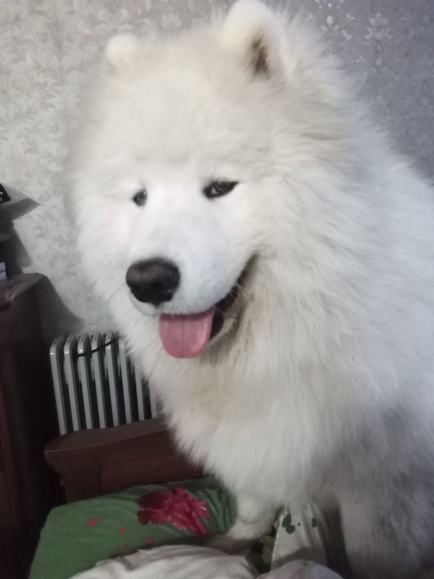 Самоед отвечает за свое поведение.