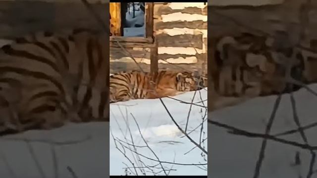 У тигра в Кутузовке(район им Лазо) есть свой личный дом,правда без окон и дверей ?