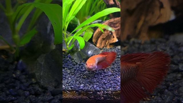 Сиамский аквариумный петушок видео на #рутуб