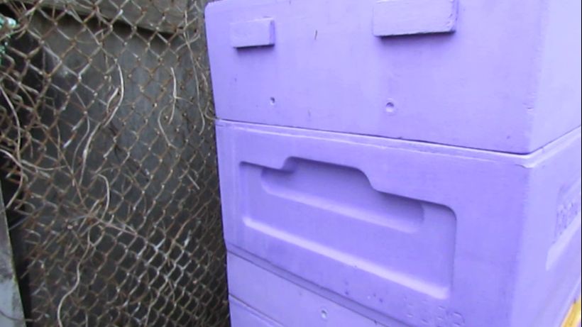 6 рамочный улей BienenHaus - подставляю 12 июля, магазин под мед, противороевой корпус работает