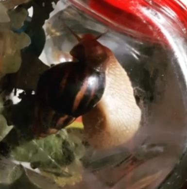 мне подарили животику, Ахатину 2021 год