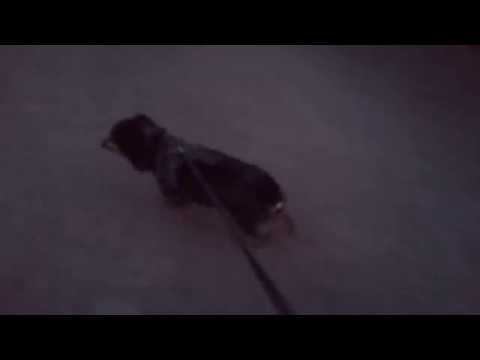 Первая прогулка с Мартой 2. Русский охотничий спаниель