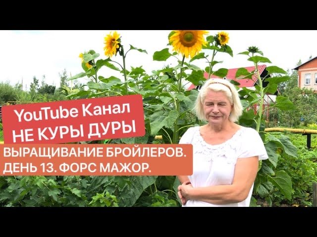 Бройлеры. День 13-ый.