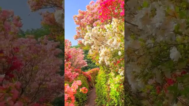 Волшебный лес