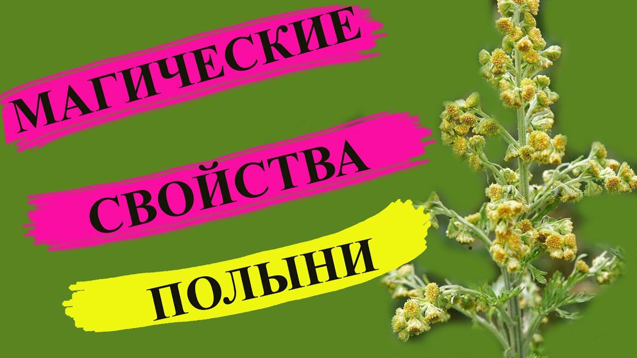 Магические свойства полыни | Полынь горькая