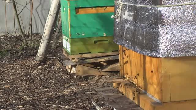 Облёт пчёл в 16 рамочнике по методу Моно-Гнездо 25.03.2020-16:39