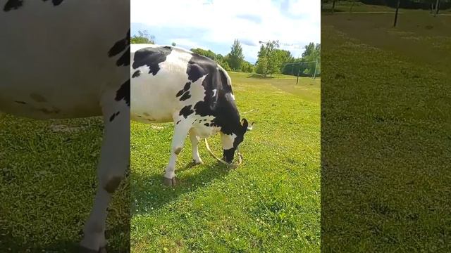 Скотный двор 1