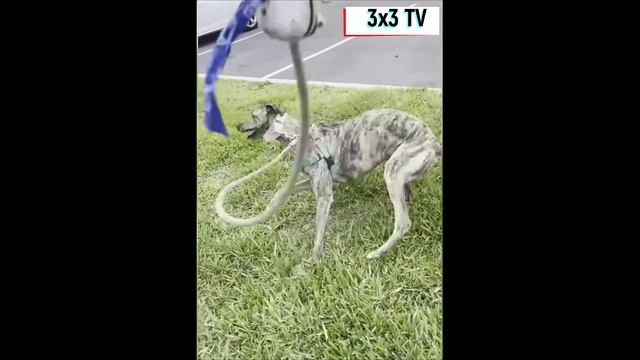 Смешные животные / Funny animals