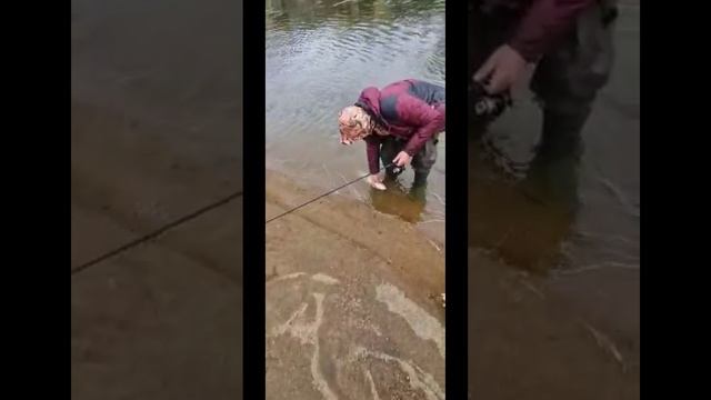 Ловля кунджи и тайменя на воблер 80 мм (13 гр) от Mr. Musurok