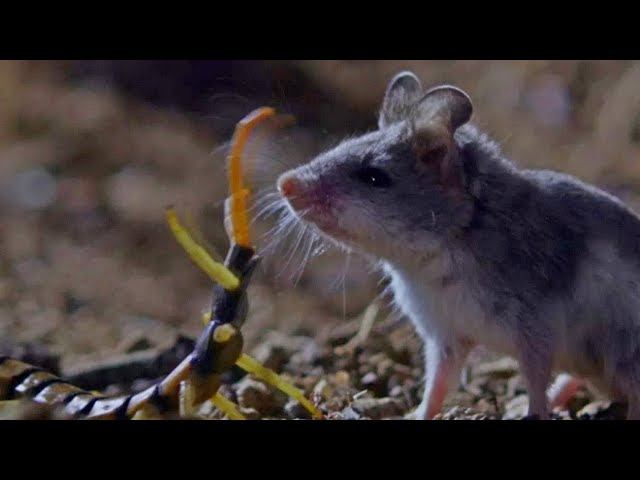 Грозный пустынный воин - СКОРПИОНОВЫЙ ХОМЯЧОК В ДЕЛЕ!