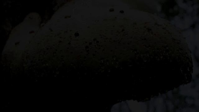 мои фотографии 2009.mp4