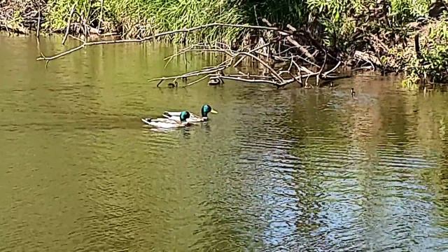 Селезень и утята