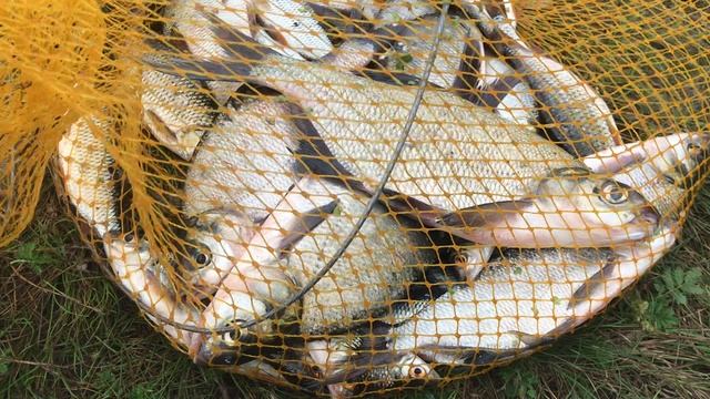 Только что поймал Лещей