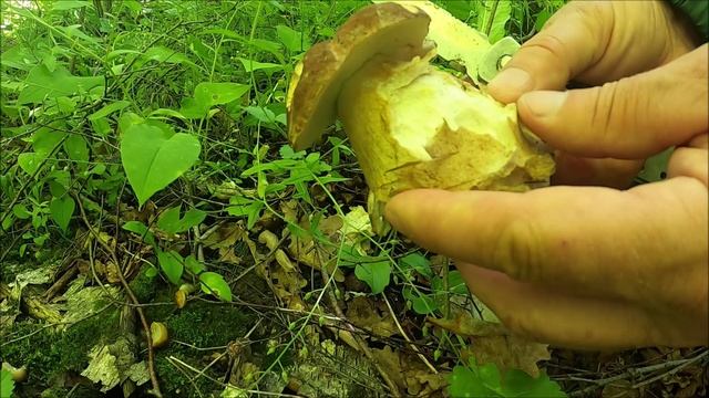 Тихая охота. Первые боровички в корзине.