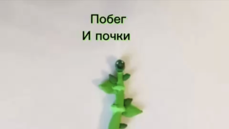 Побег и почки. Биология.