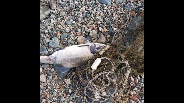 Смертоносная рыбалка