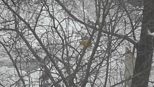 Две белки на дереве 54864685 DSCN5097