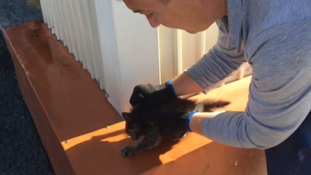 Дикий котёнок.